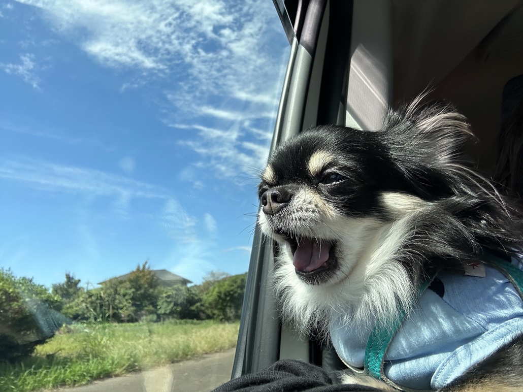 El 96% de los dueños de perros en Japón quiere llevar a su mascota de ...