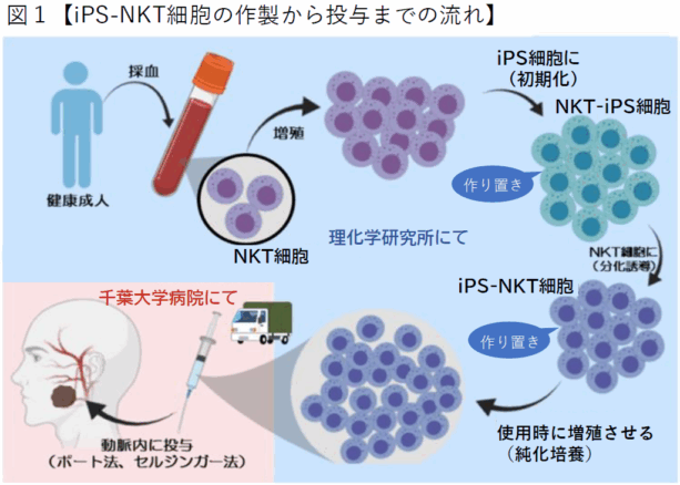 Japón impulsa una nueva inmunoterapia contra el cáncer con células iPS ...