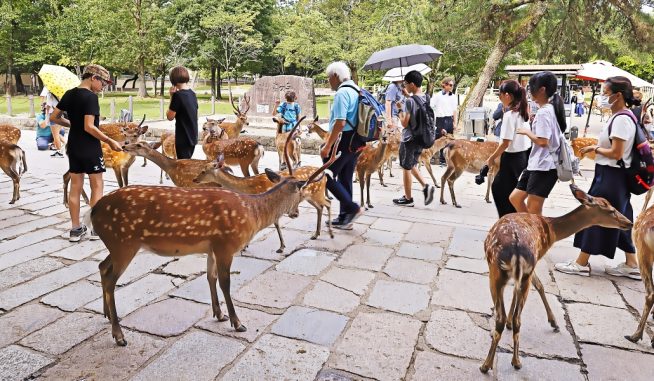Nara: alerta por virus de la garrapata por contacto con los ciervos ...