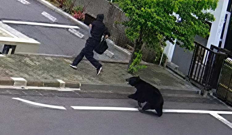 Oso que atacó a cuatro personas sigue dentro de empresa en Fukushima ...